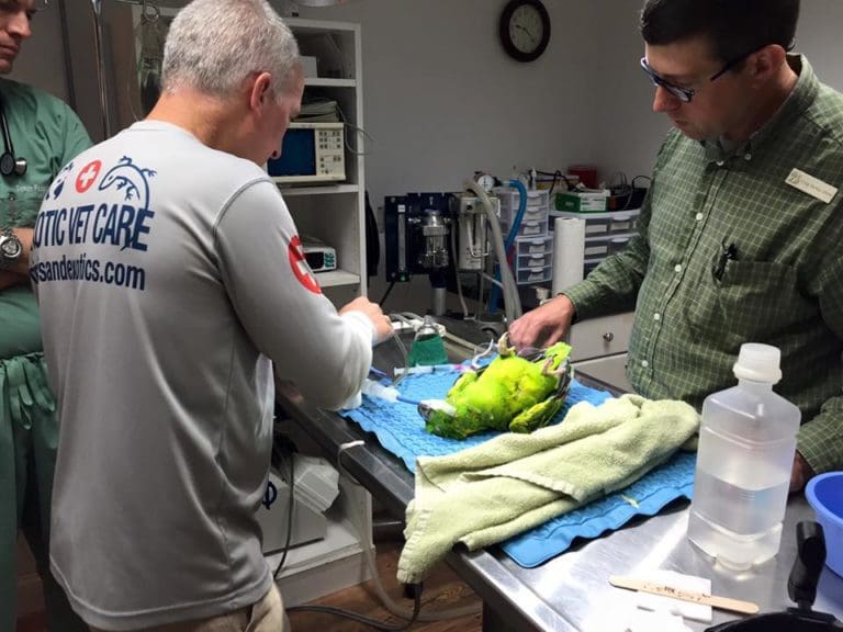 Case Study: Amazon Parrot with Throat Cancer | Exotic Vet Care