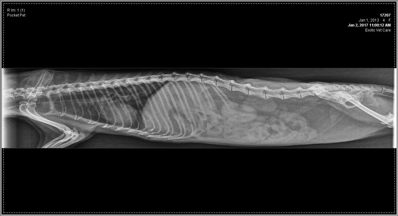 Case Study: Chemotherapy Gives Ferret A New Lease on Life | Exotic Vet Care