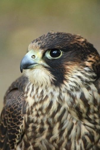 All About Beaks | Exotic Vet Care