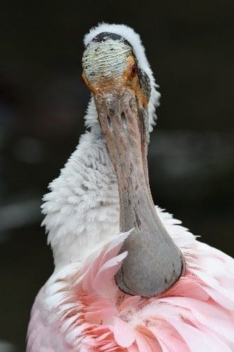 All About Beaks | Exotic Vet Care