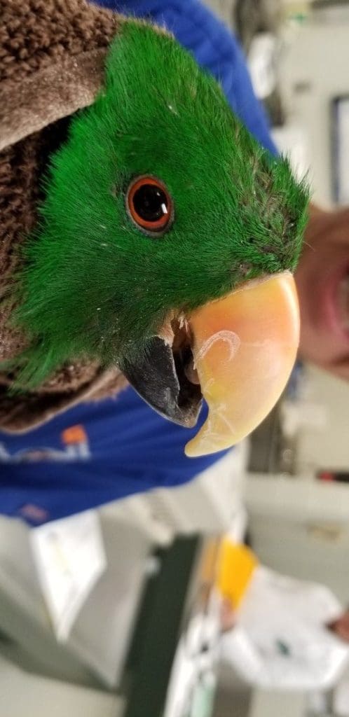 All About Beaks | Exotic Vet Care