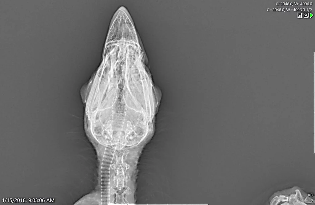 All About Beaks | Exotic Vet Care