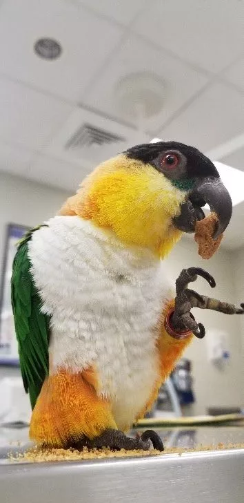 All About Beaks | Exotic Vet Care