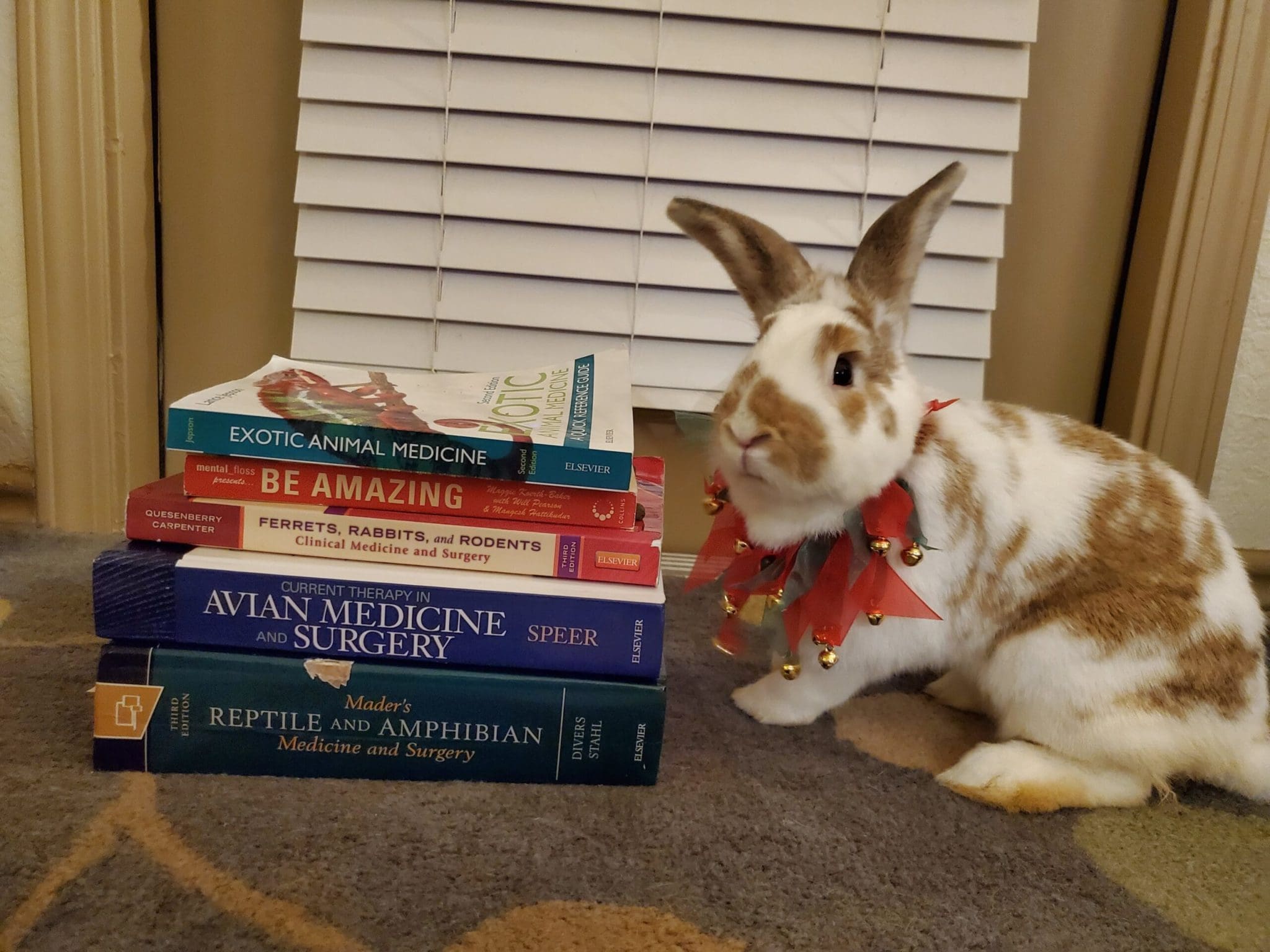 Holiday Hazards and How to Avoid Them | Exotic Vet Care