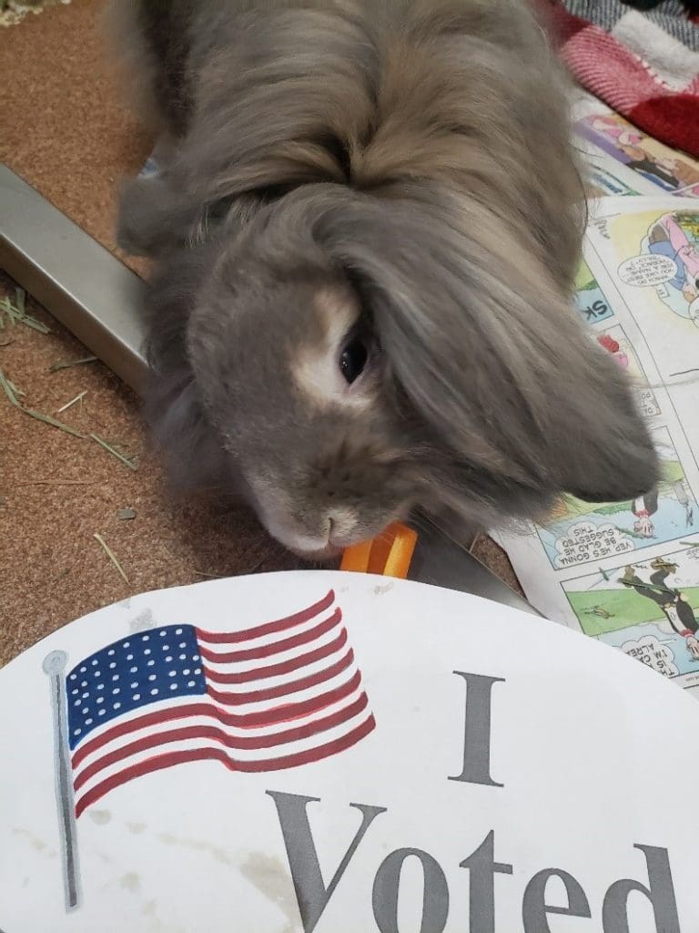 Voting Gets Wild | Exotic Vet Care