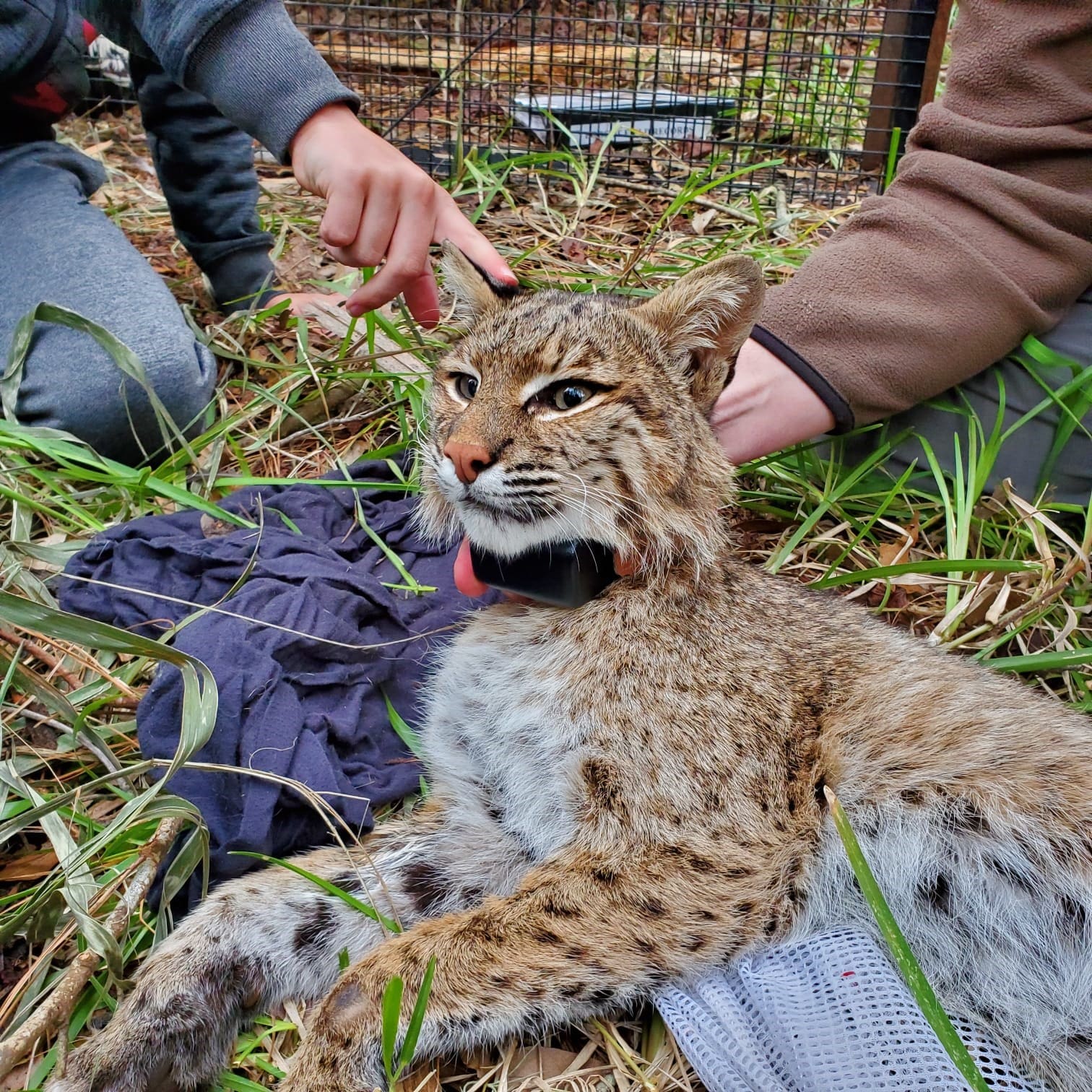 Working to Help Wild Bobcats – the Kiawah Island Bobcat Project - Katie ...