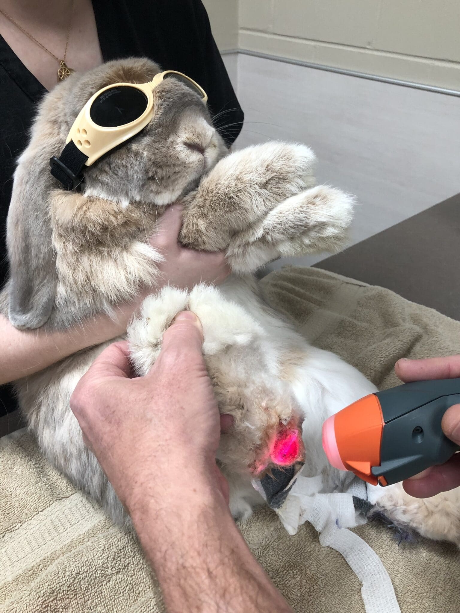 Shining a Light on Laser Therapy | Exotic Vet Care