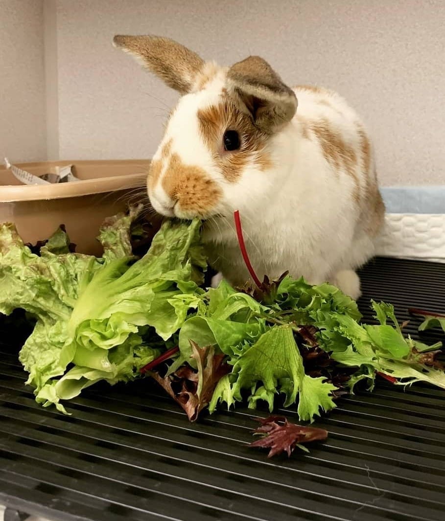 A Twisted Tale: Liver Lobe Torsion in Rabbits - Mme. Matilda Munyon ...