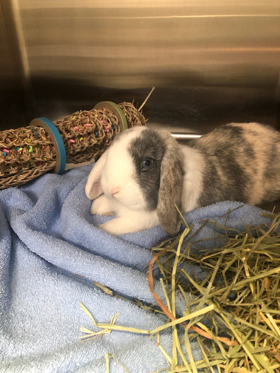 A Tale of Two Brothers | Exotic Vet Care