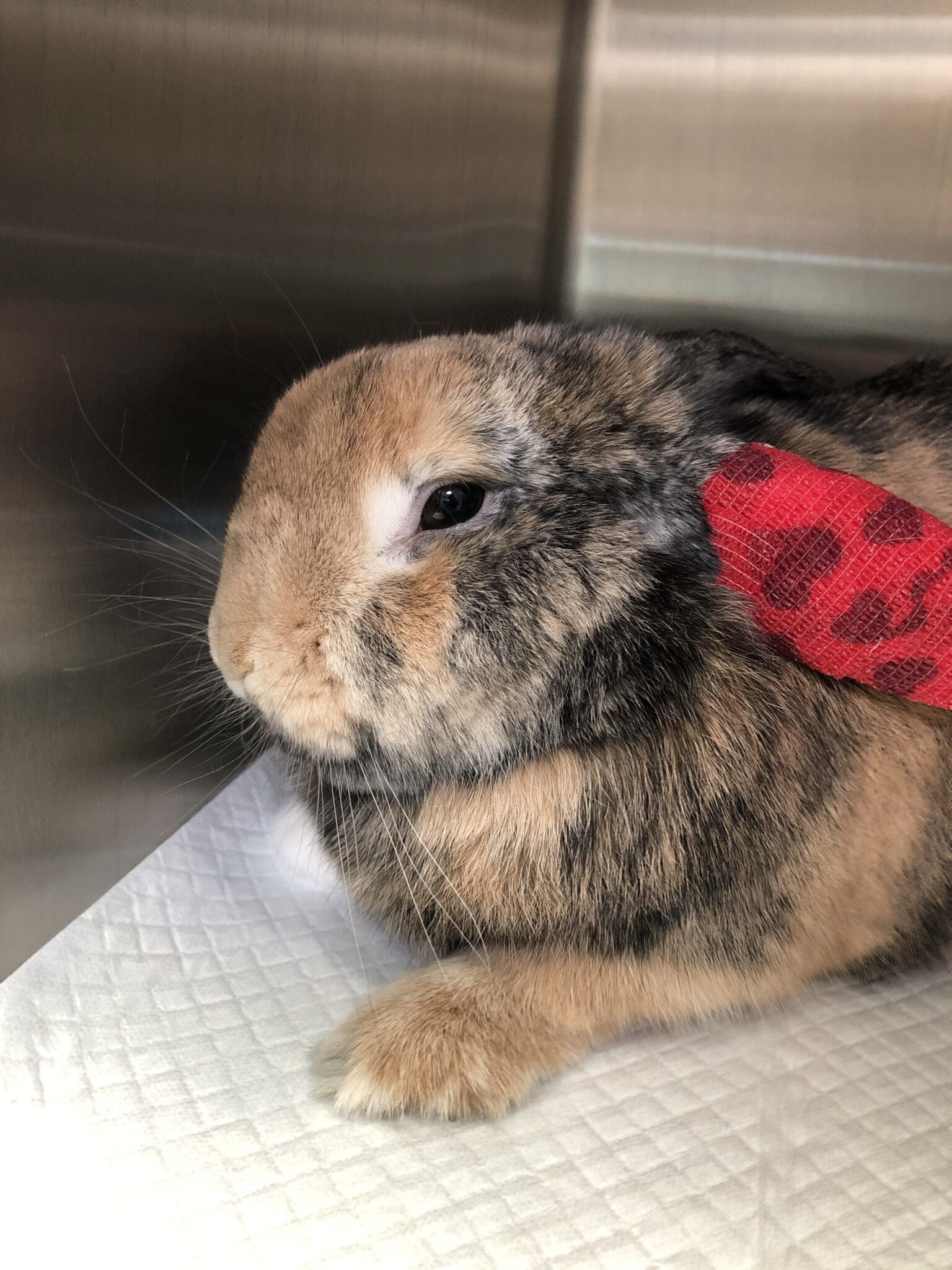 Know Your Normal | Exotic Vet Care