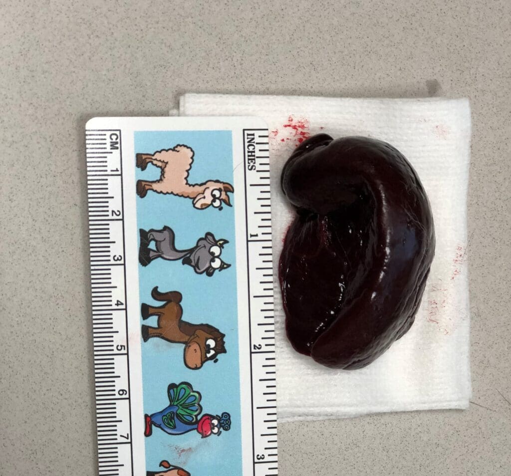 Know Your Normal | Exotic Vet Care