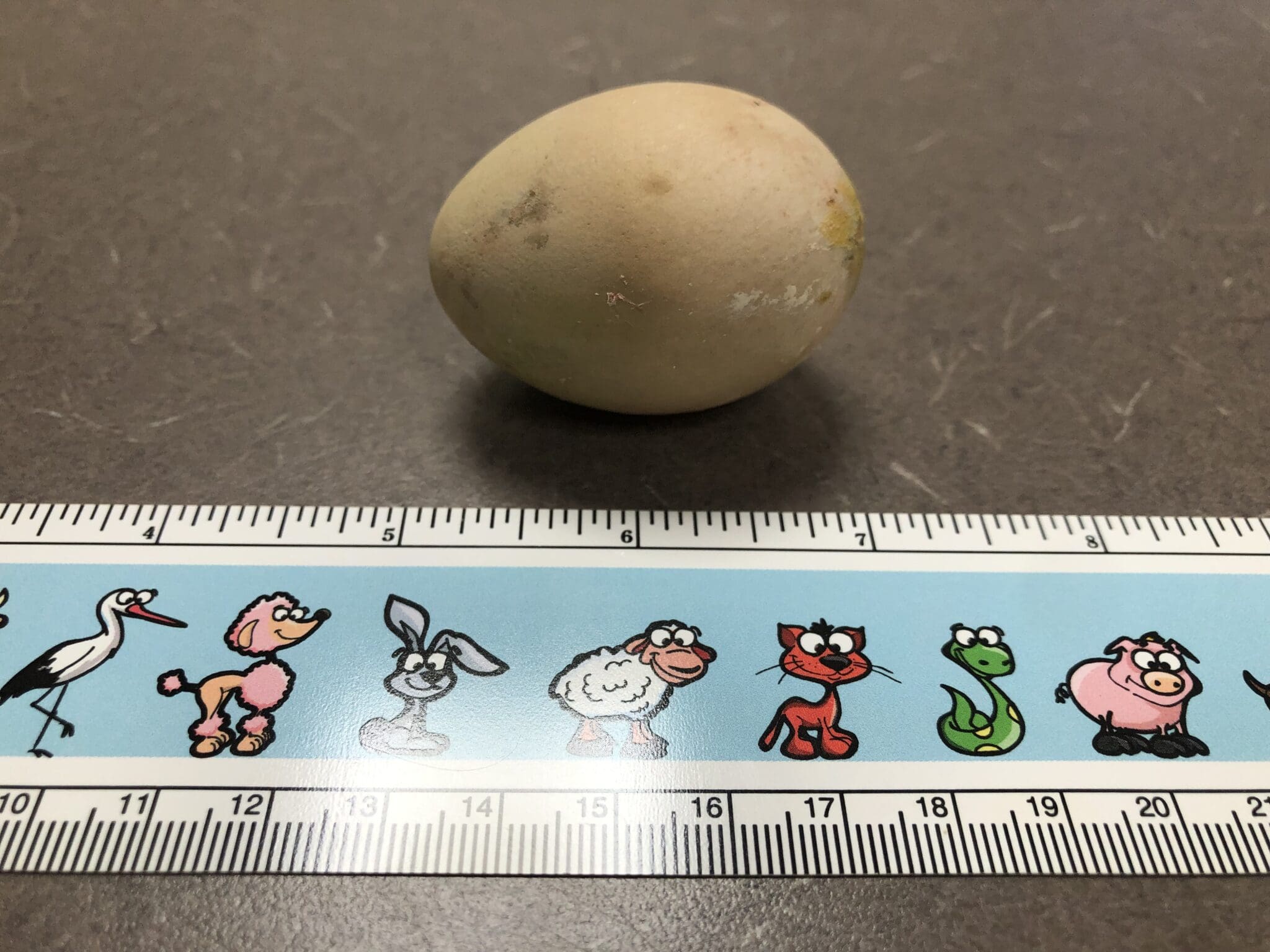 Case Study: A Delicate EGGstraction | Exotic Vet Care