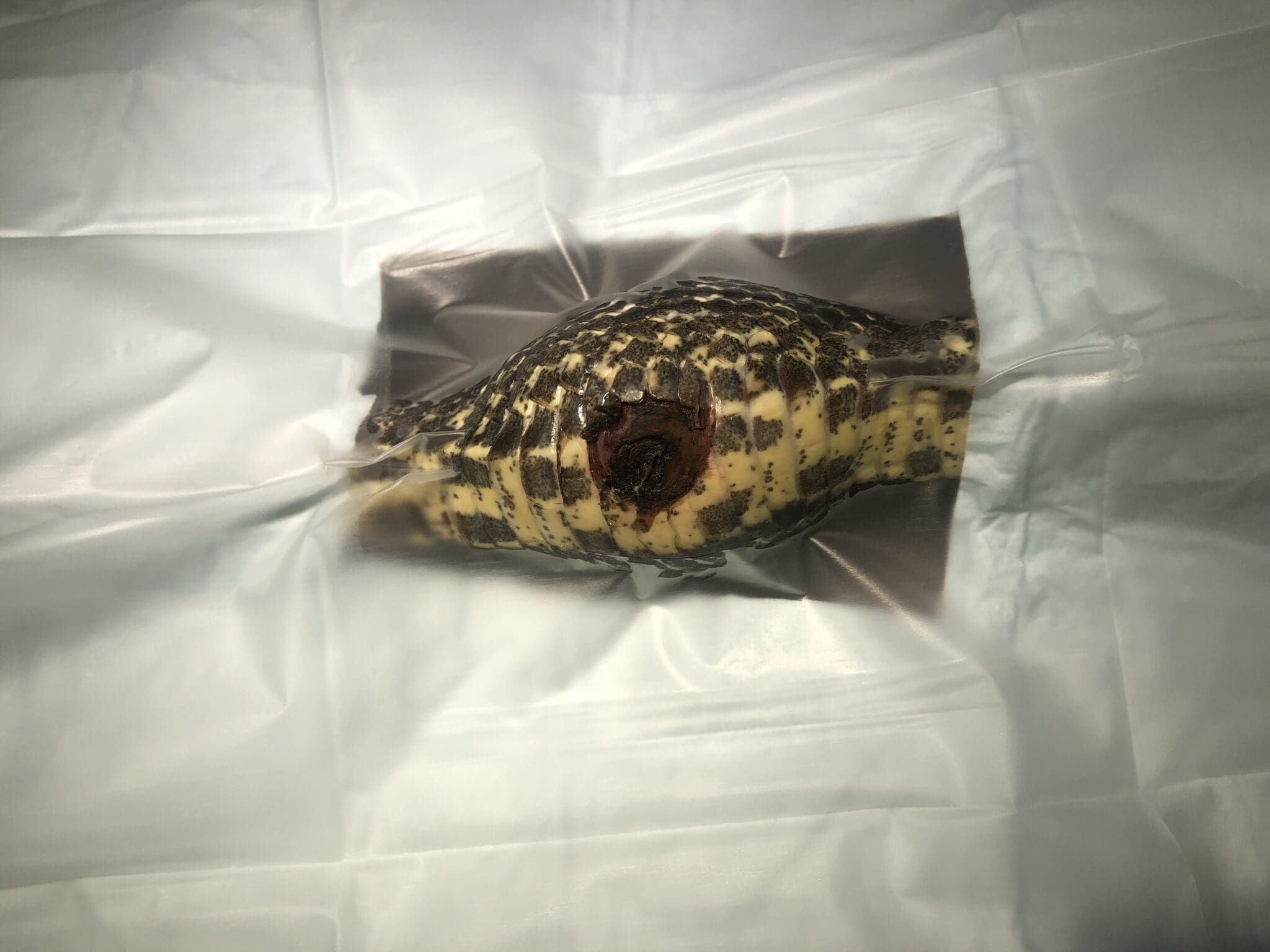 Case Study: This Snake Bit Off More than It Could Chew | Exotic Vet Care