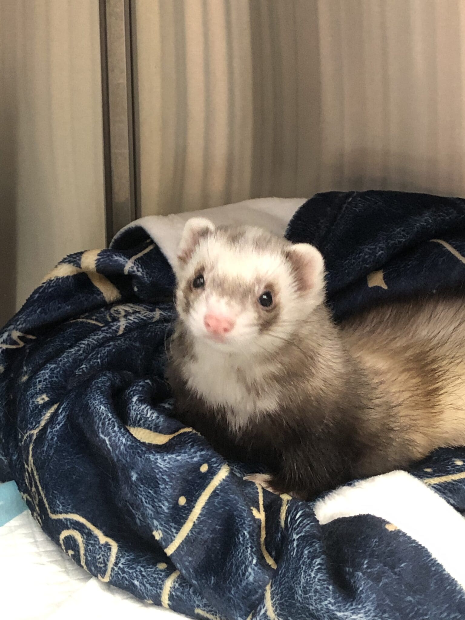 Exotic Vet in Charleston, SC