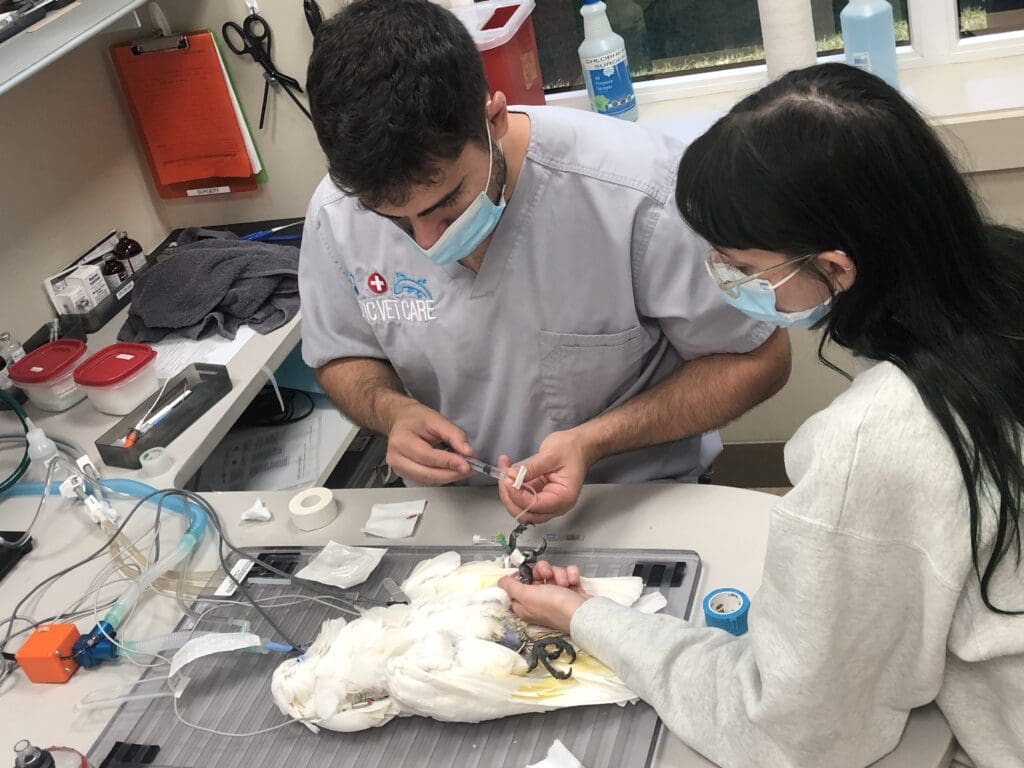 Case Study: The Last Prolapse | Exotic Vet Care