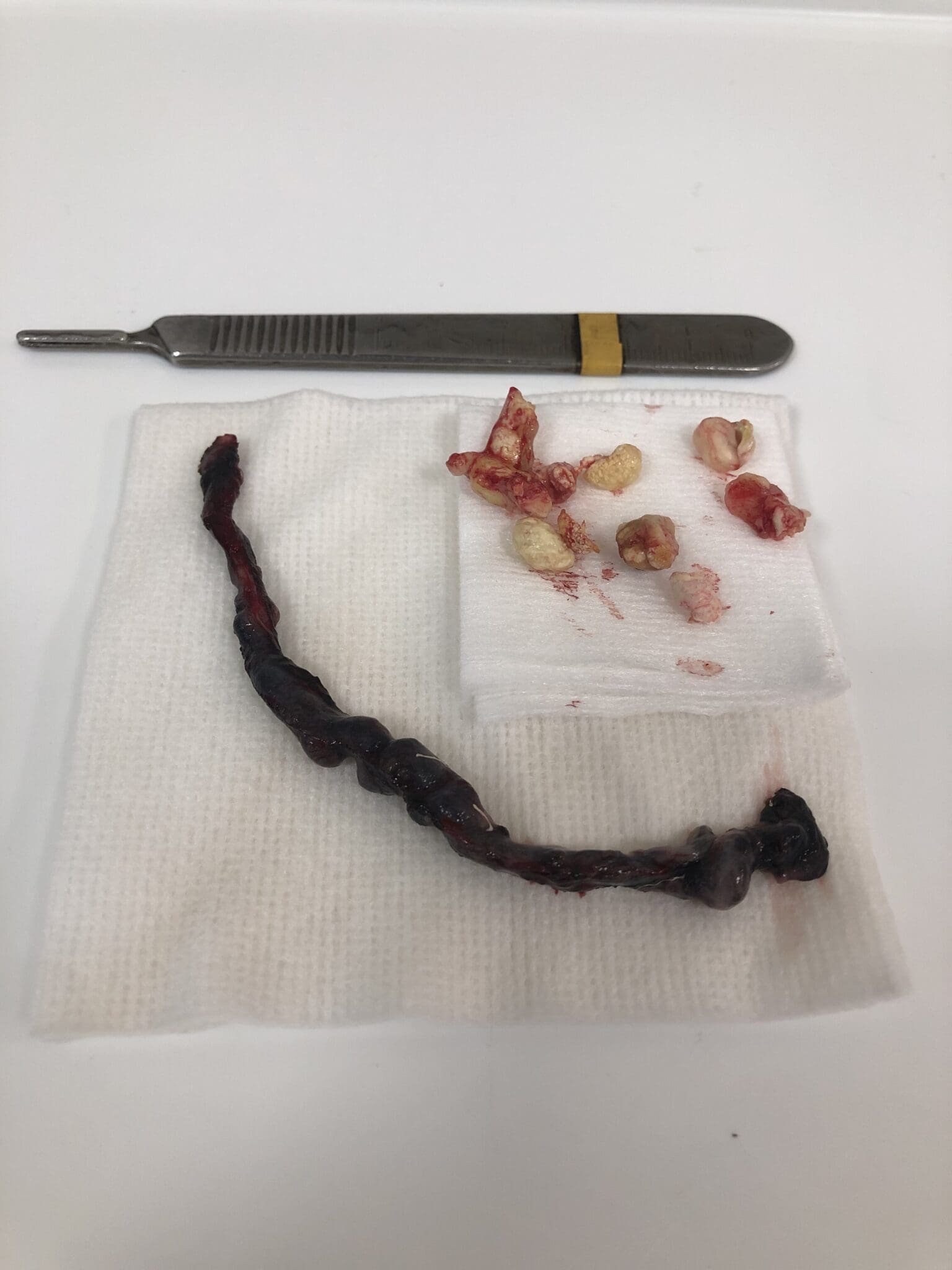 Case Study: The Last Prolapse | Exotic Vet Care