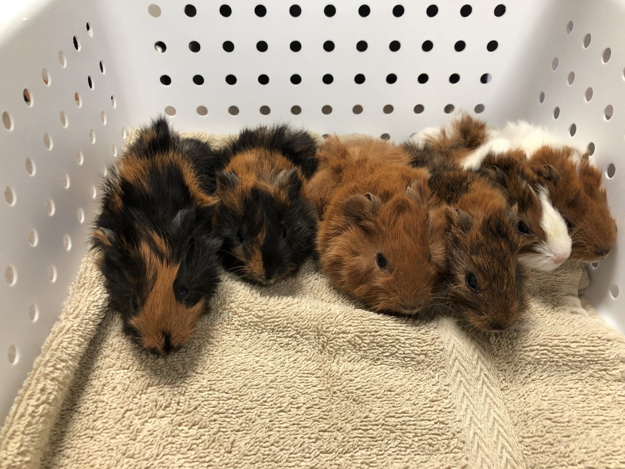 Reduction of Reproduction | Exotic Vet Care